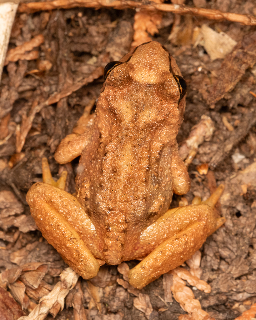 Rocky Mountain Tailed Frog from Shoshone County, ID, USA on July 1 ...