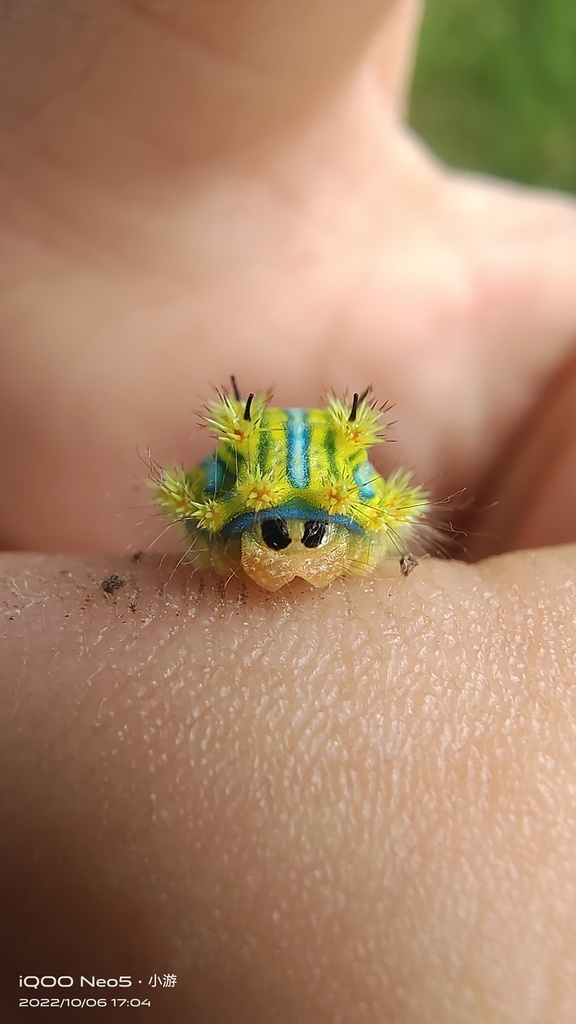 Polyphena from 中国云南省昆明市呈贡区 on October 6, 2022 at 05:04 PM by 游 ...