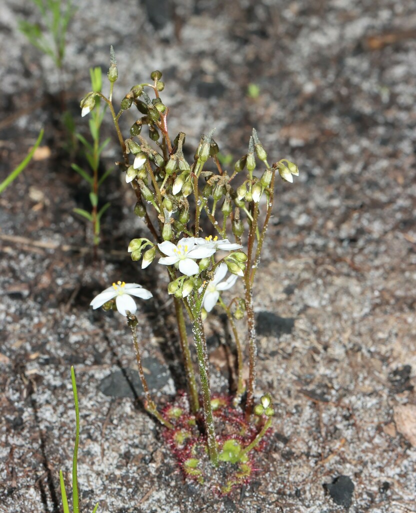 Drosera purpurascens from Kalgan WA 6330, Australia on September 15 ...