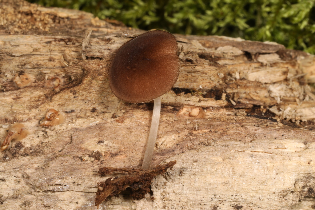 Pluteus seticeps from 216 Foordmore Rd, Kerhonkson, NY 12446, USA on ...