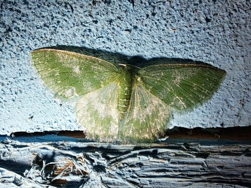 Maxates commixta · iNaturalist
