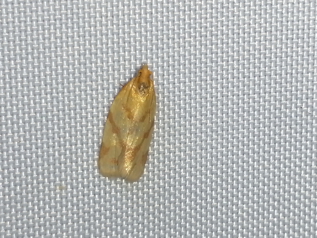 Clepsis pallidana from Cimişlia, Moldova on September 21, 2023 at 09:01 ...