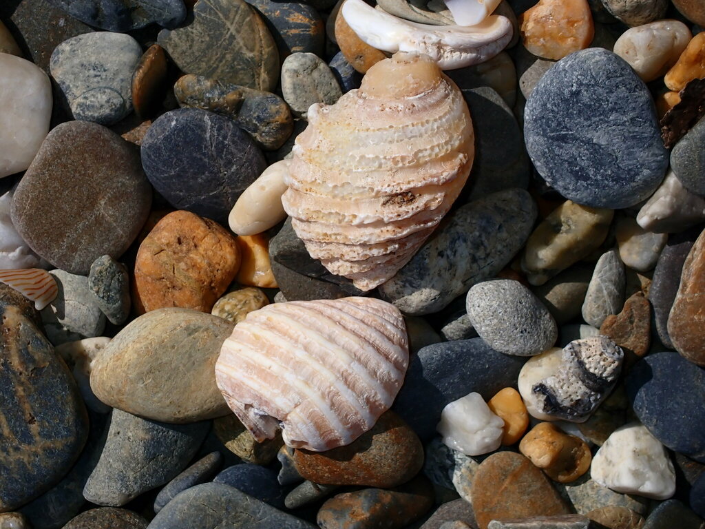 Cart-Rut Shell from Coffs Harbour NSW, Australia on September 21, 2023 ...