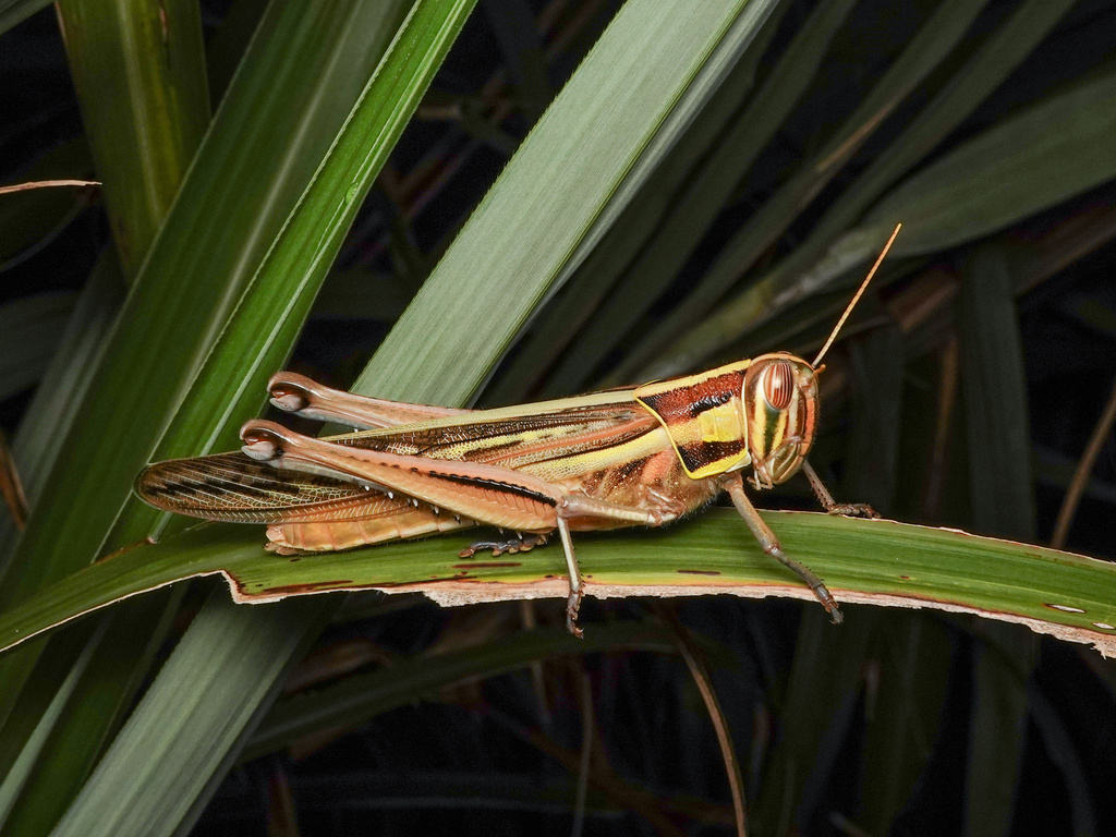 Bombay Locust in September 2023 by orthoptera-jp · iNaturalist