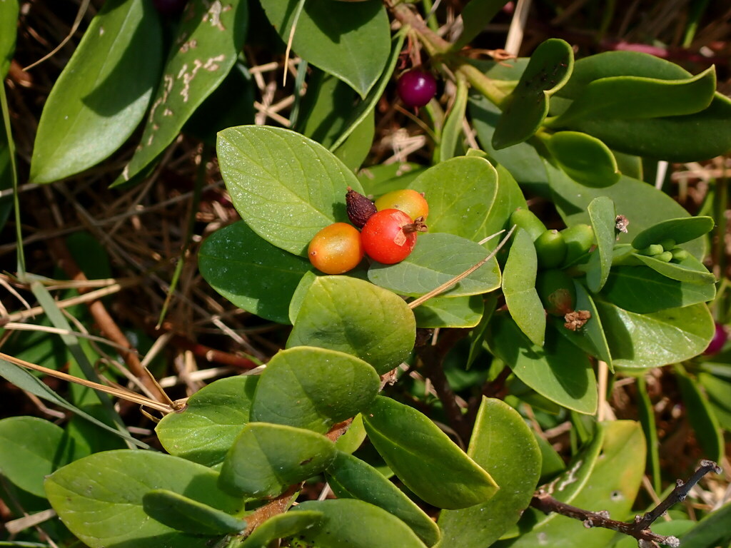 Bootlace Plant from Coffs Harbour NSW, Australia on September 21, 2023 ...