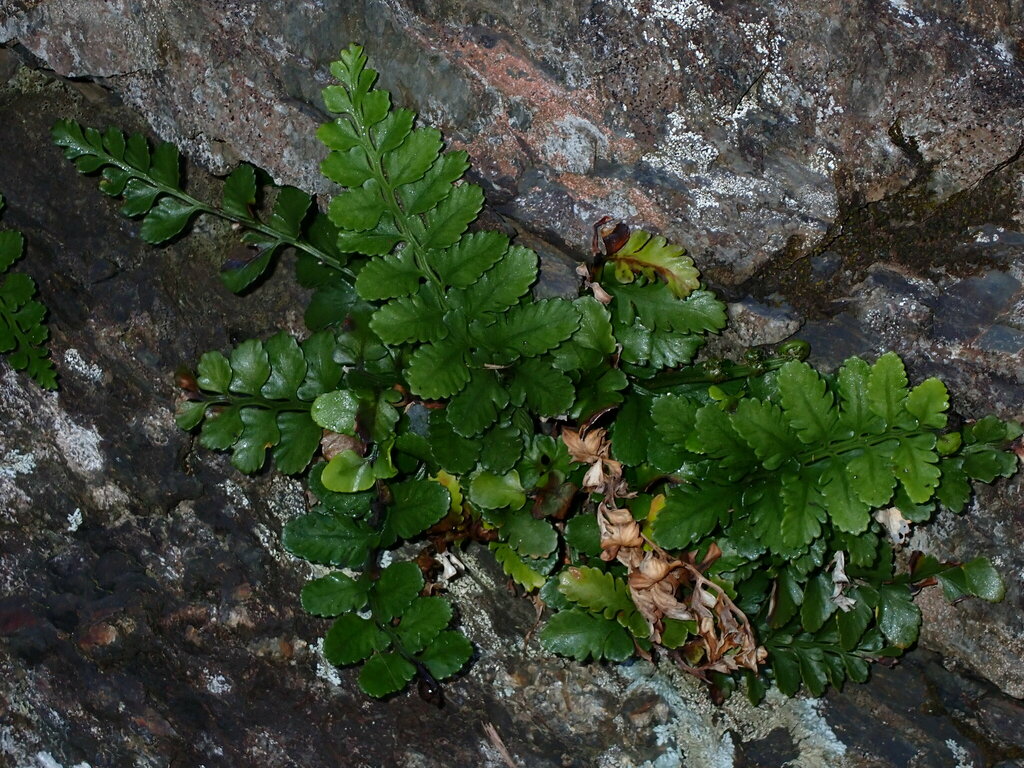 coastal fern from Coffs Harbour NSW, Australia on September 21, 2023 at ...