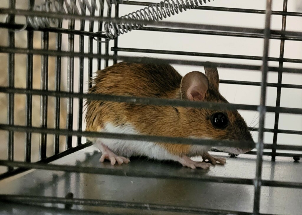 Old World Field Mice from 5472 1 Kastel, Bulgaria on September 20, 2023 ...