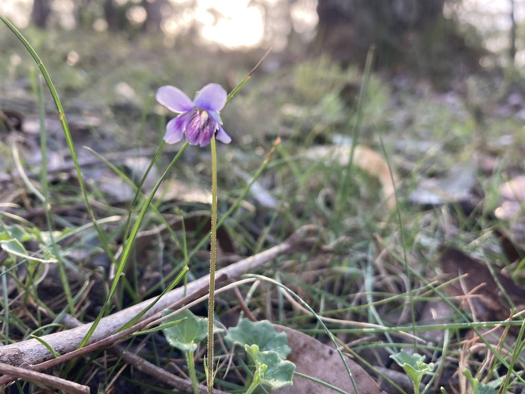 Ivy Leaved Violet from Upper Beaconsfield Nature Conservation Reserve, Guys Hill, VIC, AU on ...