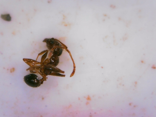 Observations by jpgsp · iNaturalist