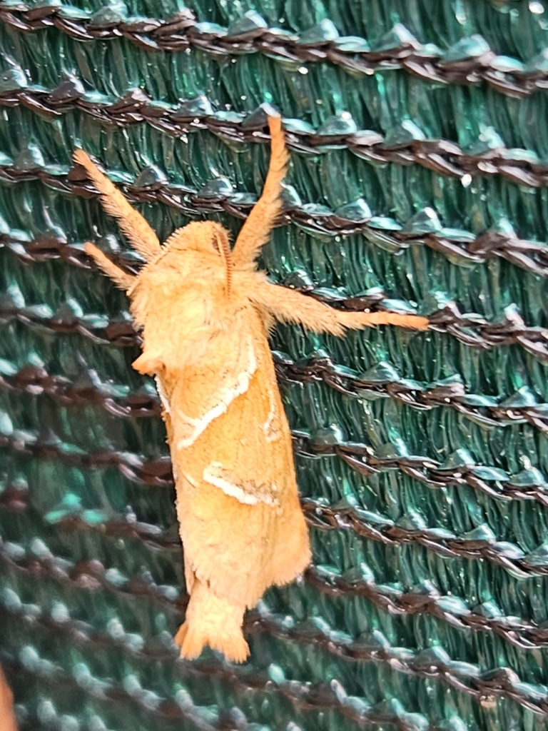 Orange Swift from Via Del Burrone - Cardinaletti, 60035 Jesi AN, Italia ...