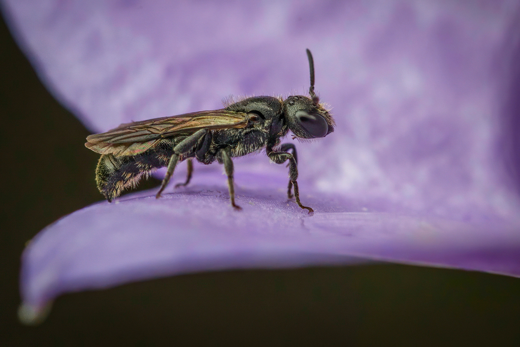 Small Scissor Bee from Bishop's Wood, Stafford ST19, UK on July 08 ...