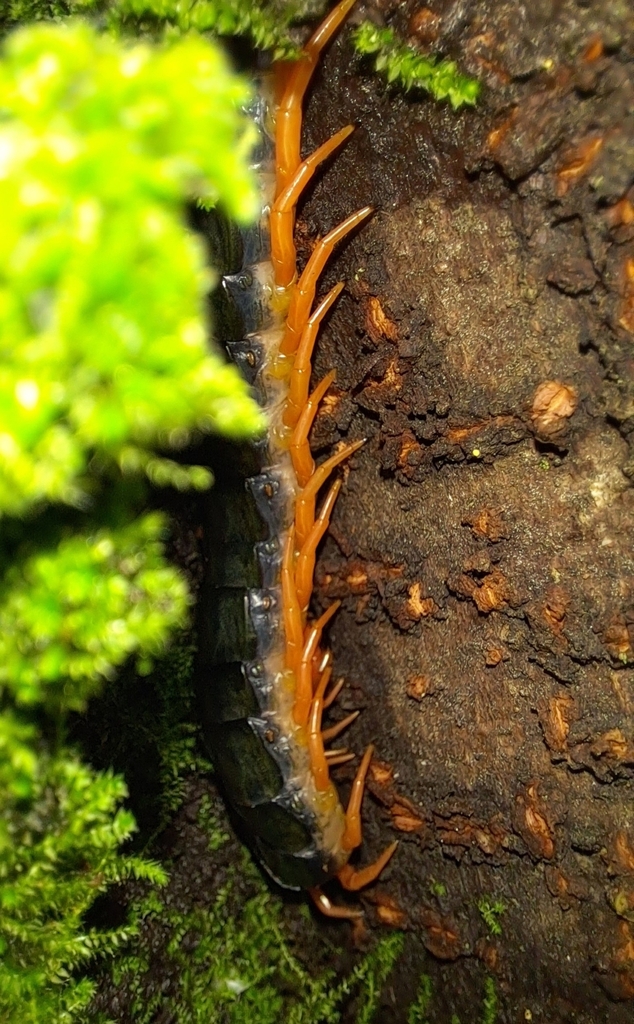 Chinese Red-headed Centipede from Geochang-gun, Gyeongsangnam-do, South ...