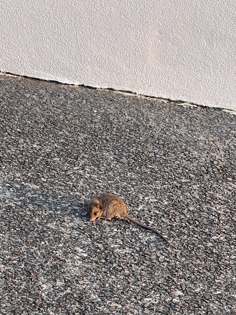 House Mouse from North Island, Auckland, Auckland, NZ on September 21 ...