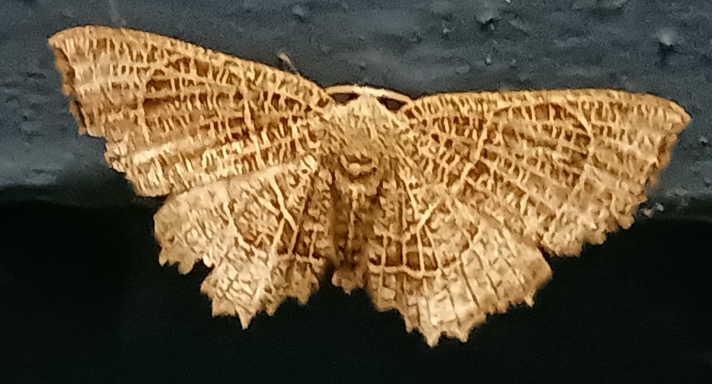 Epiplema reticulata from Kausani, District Almora, Uttarakhand 263639 ...