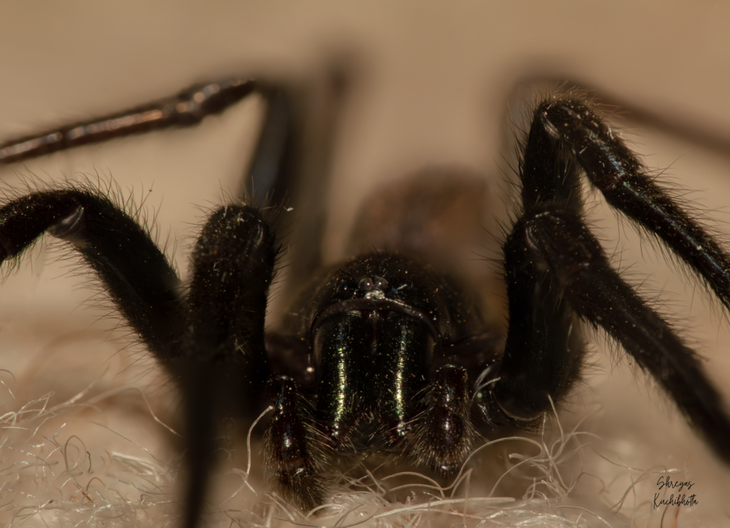Tube-dwelling Spider from London, UK on September 19, 2023 at 08:13 PM ...