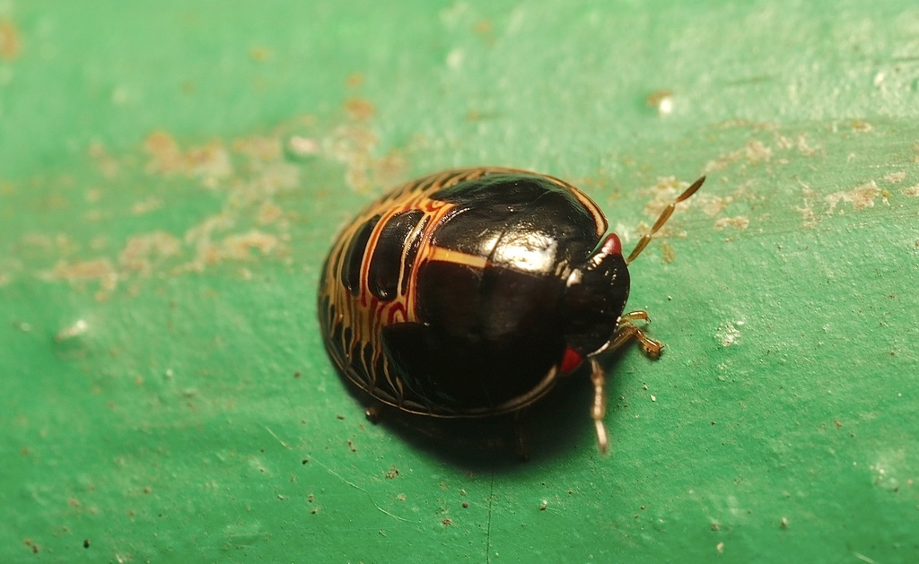 Brachyplatys subaeneus on August 1, 2023 at 02:33 PM by emilynlh ...