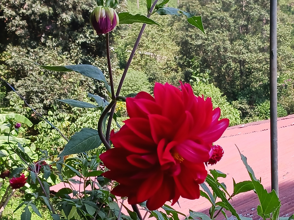 Dahlias from Kausani, District Almora, Uttarakhand 263639, India on ...