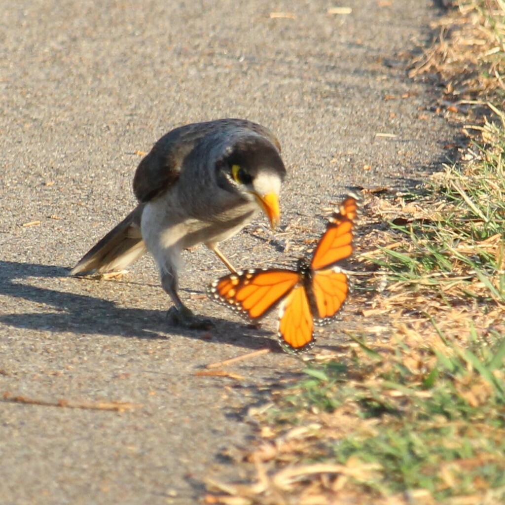 Monarch from Lower Oxley Creek on August 30, 2023 at 07:15 AM by ...