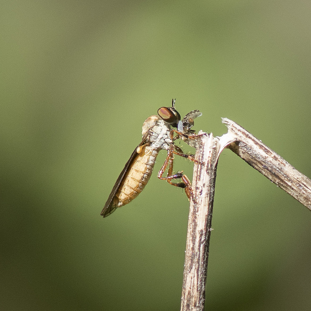 Gnat Ogres from Montgomery County, OH, USA on September 15, 2023 at 03: ...