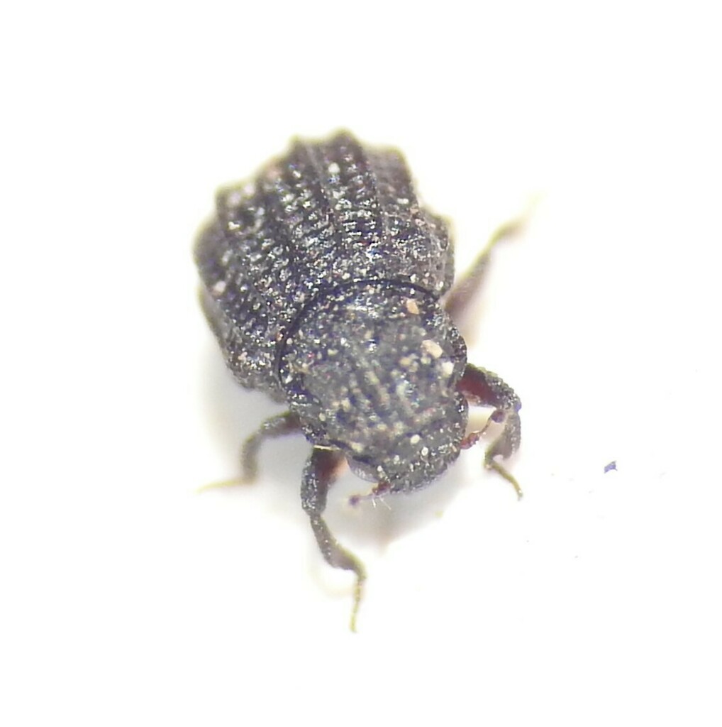 Georissus from Talegalla Weir QLD 4650, Australia on September 21, 2023 ...