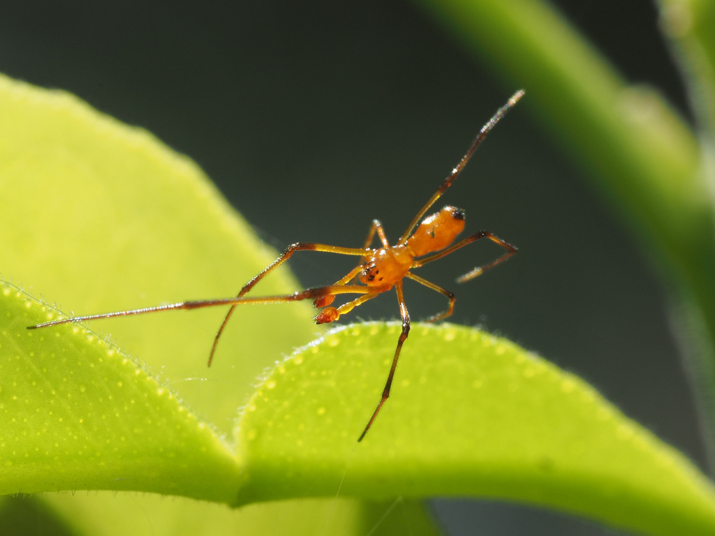 Dewdrop Spiders from Sai Kung, Hong Kong on August 30, 2023 at 12:16 PM ...
