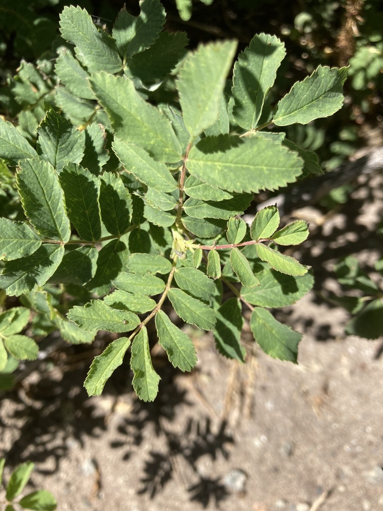 roses from Alamosa County, CO, USA on August 8, 2023 at 11:12 AM by ...