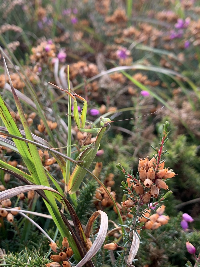European Mantis from Havre de Saint-Germain-sur-Ay et Landes de Lessay ...