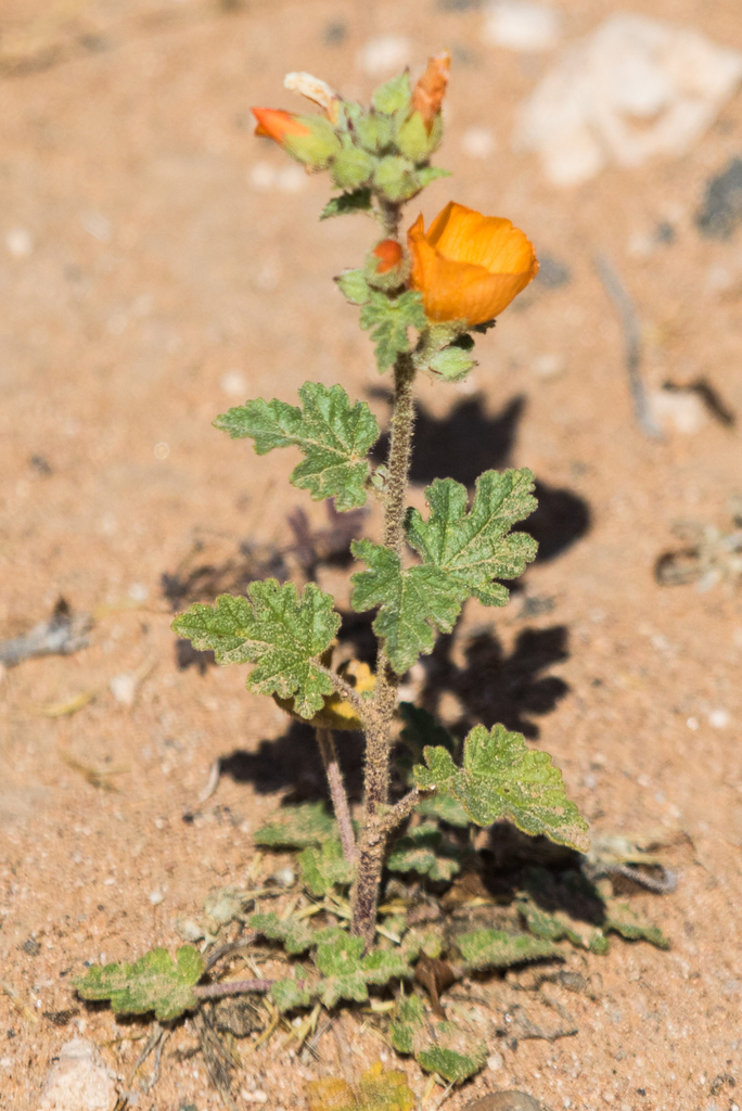Malva del desierto sonorense (Guia de plantas- Osasis Primer Agua ...