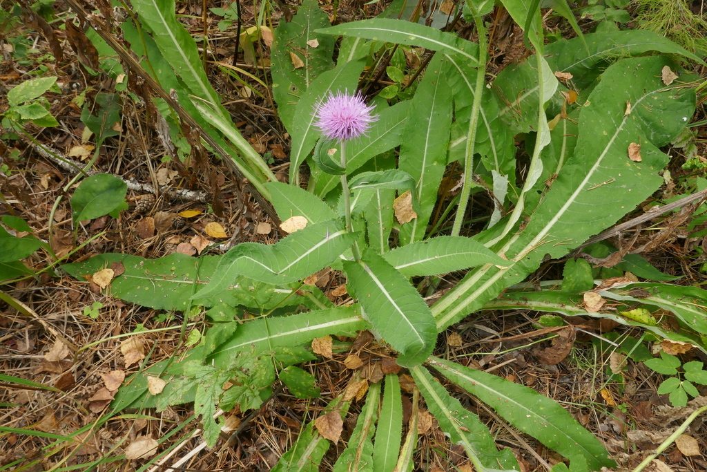 Melancholy Thistle from Томск, Томская обл., Россия on September 20 ...
