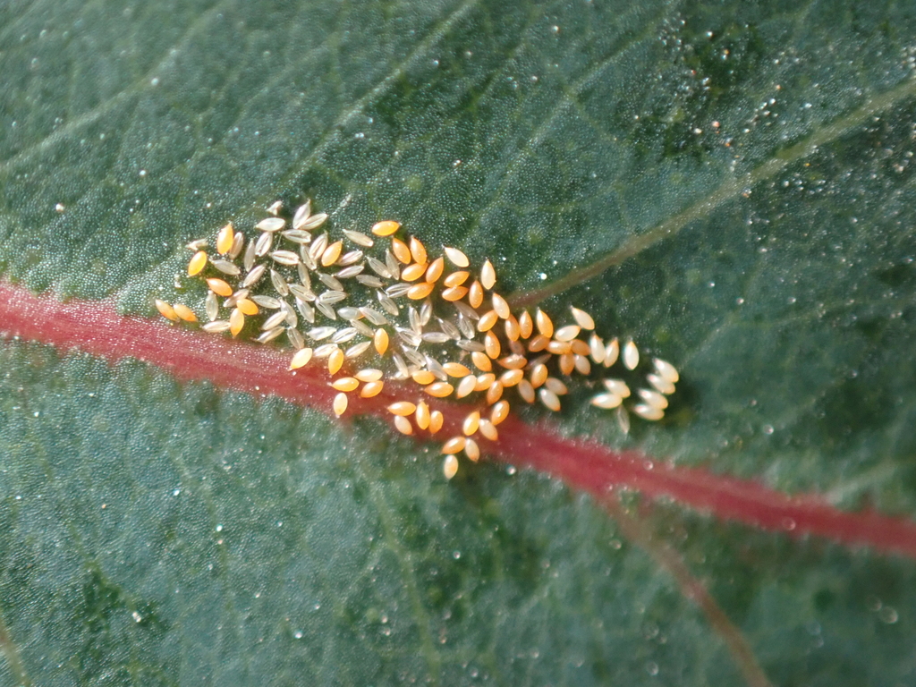 Insects from Melbourne VIC, Australia on September 21, 2023 at 03:23 PM ...