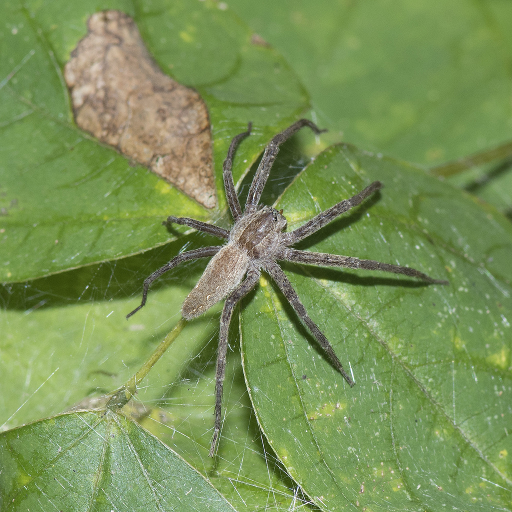 American Nursery Web Spider from Montgomery County, OH, USA on ...