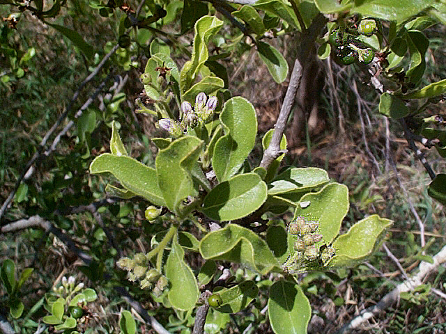 Puzzle Bush from Gaborone on December 3, 2000 by Botswanabugs · iNaturalist