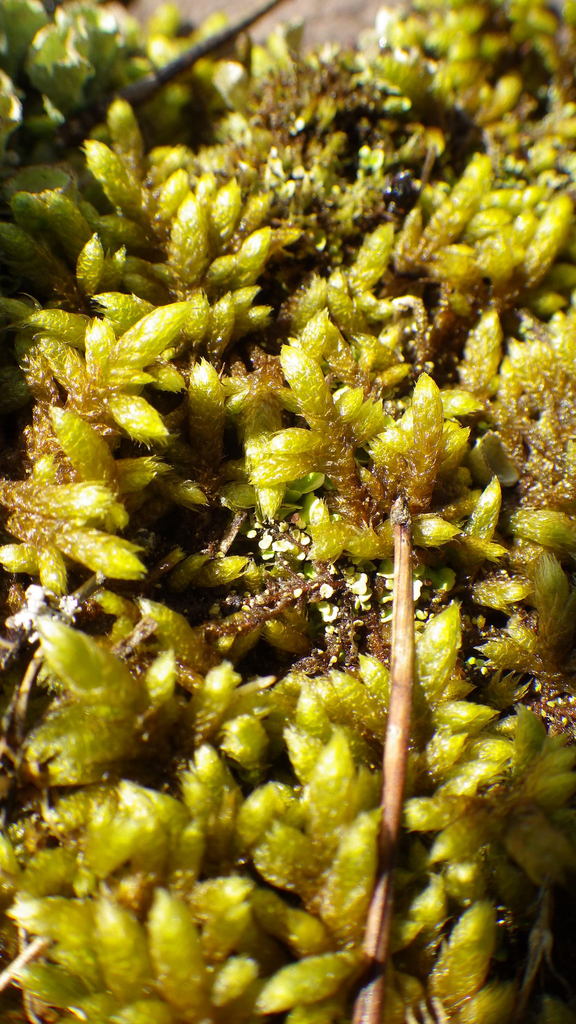 Golden Glade-moss (Iceland - Plants) · iNaturalist