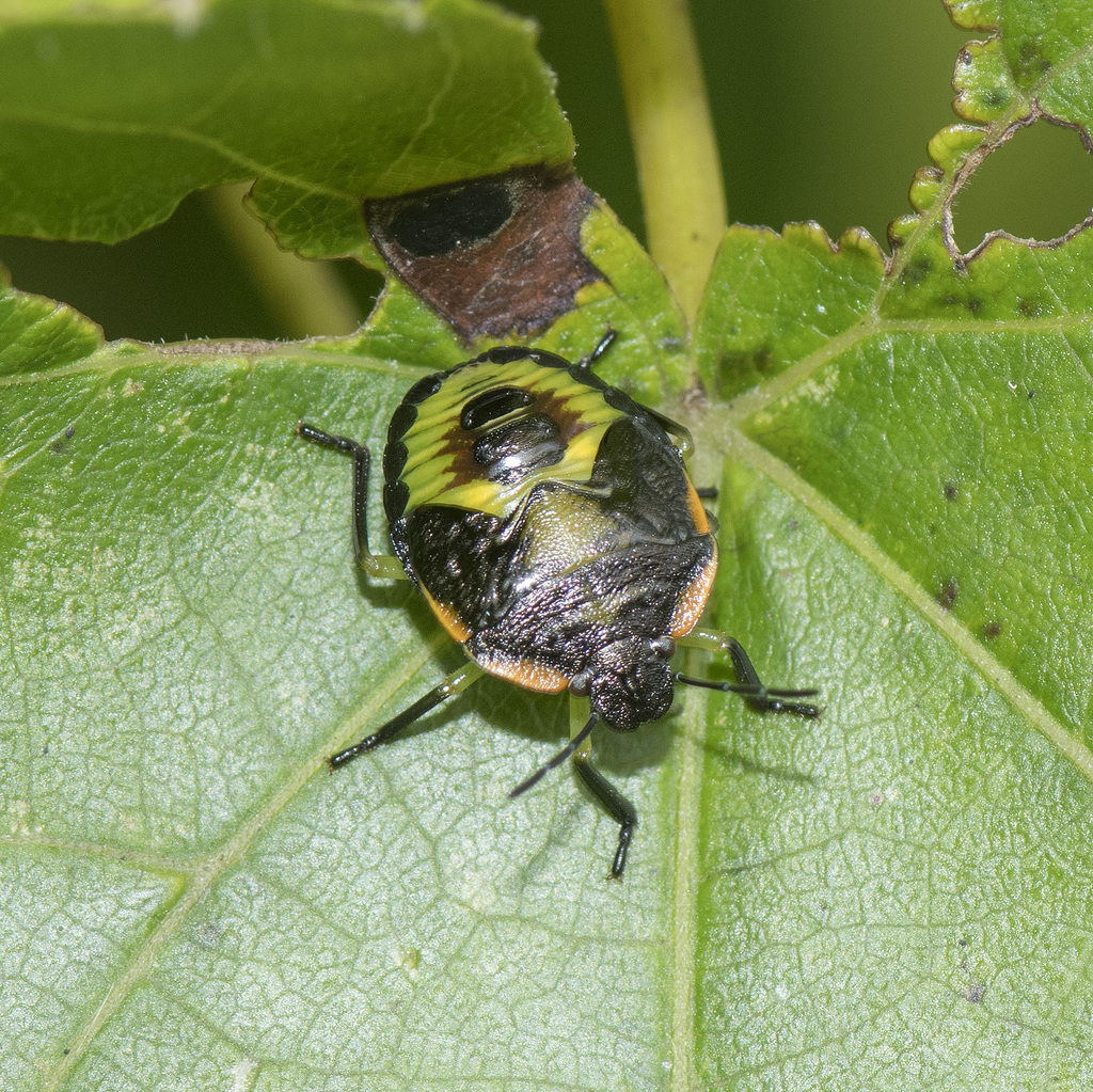 Green Stink Bug from Montgomery County, OH, USA on September 16, 2023 ...