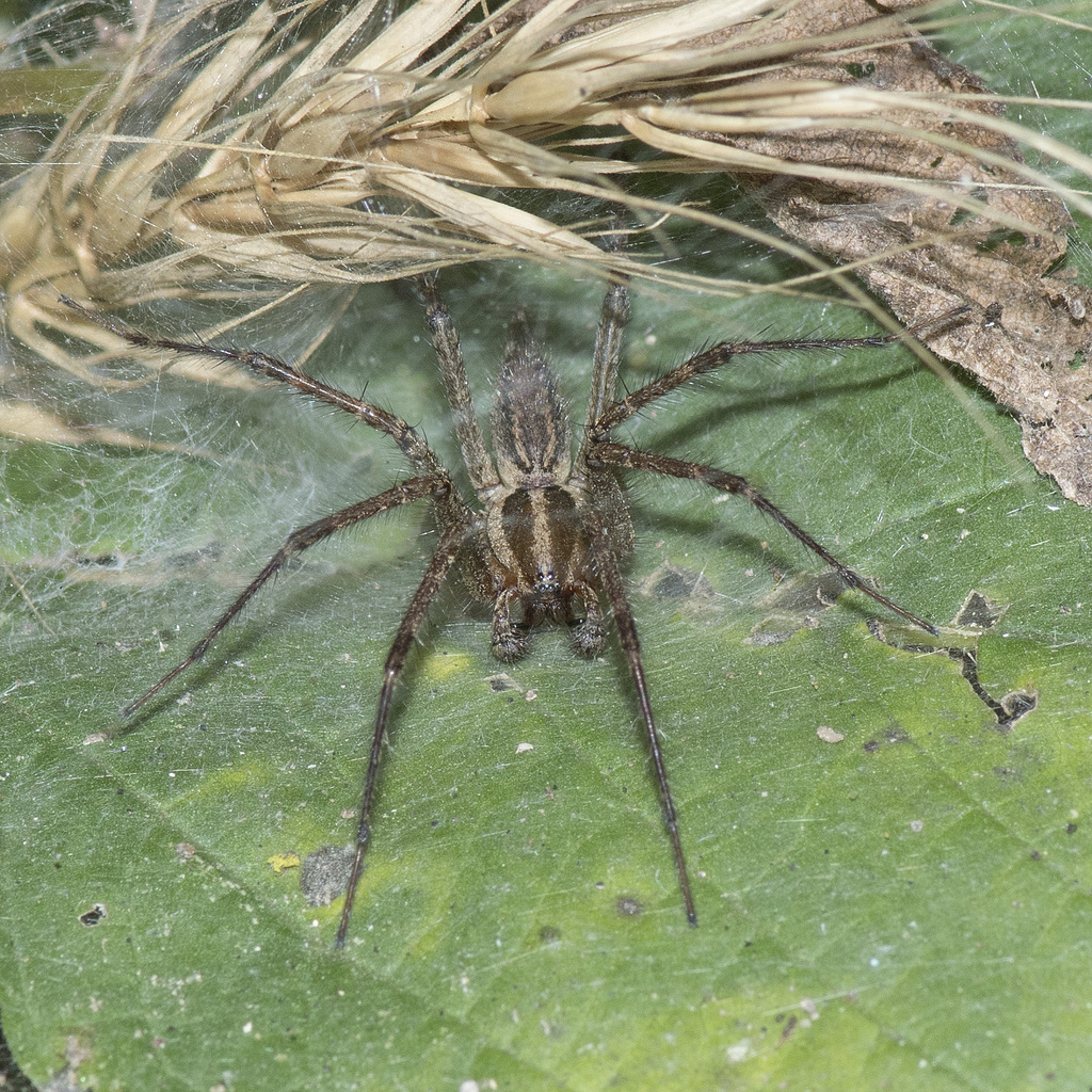 Grass Spiders from Montgomery County, OH, USA on September 16, 2023 at ...