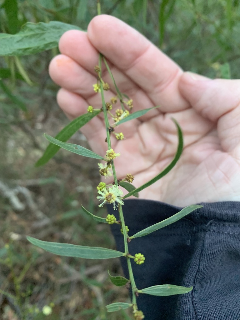 Cinnamon Wattle from Tasmania, Bonnet Hill, TAS, AU on August 23, 2023 ...