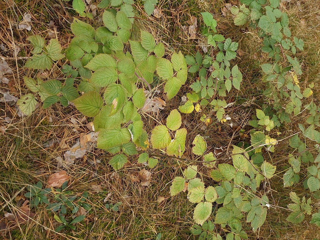 red raspberry from Borodians'kyi, Kiev, Ukraine on September 15, 2023 ...
