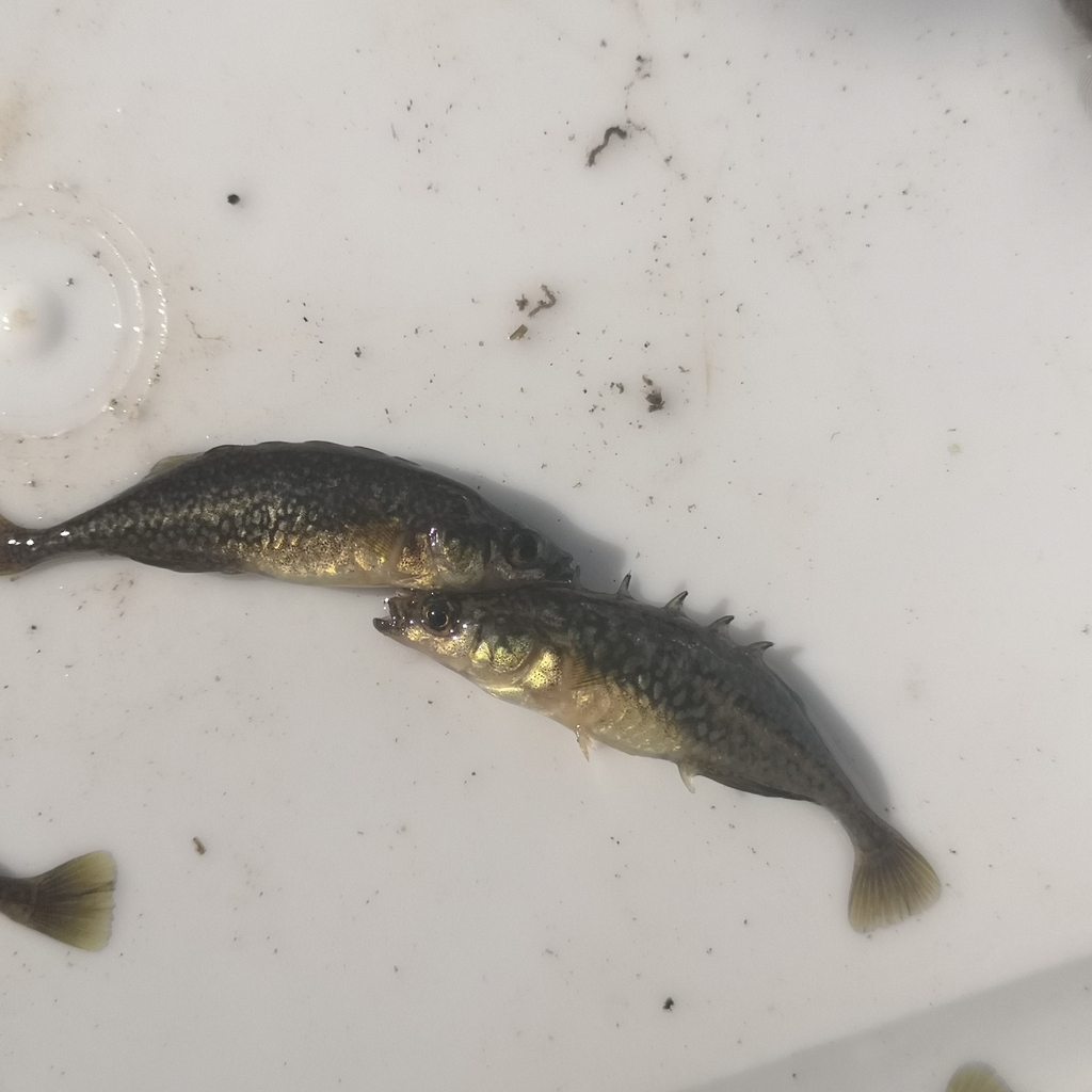 Brook Stickleback from Guelph, ON N1E 6Z3, Canada on September 20, 2023 ...