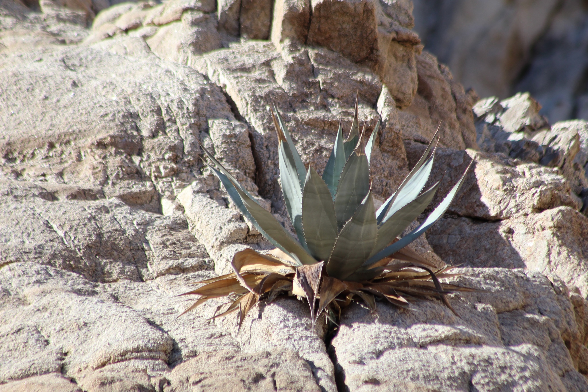 Agave turneri R.H.Webb & Salazar-Ceseña