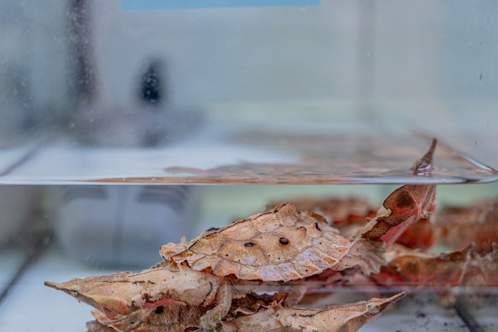 Orinoco Mata Mata from Prince Edward, Hong Kong on August 31, 2023 at ...