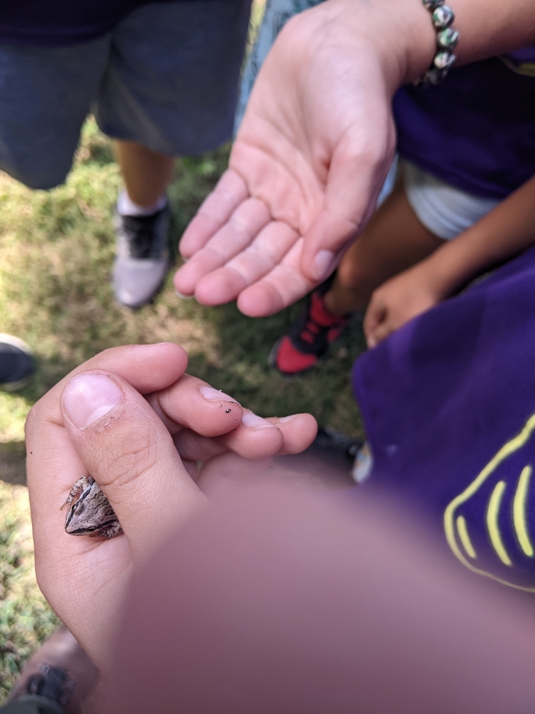 Cricket and Chorus Frogs from Blakely, NE, USA on September 19, 2023 at ...
