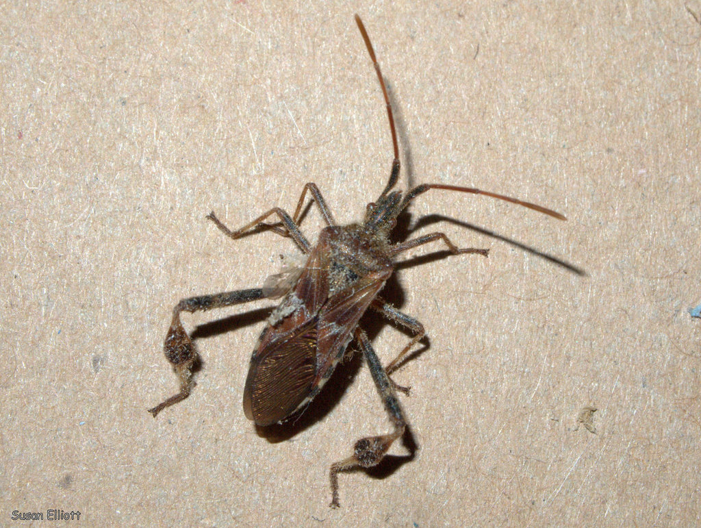 Western Conifer Seed Bug from Rutland Town, Vermont on May 7, 2013 by ...