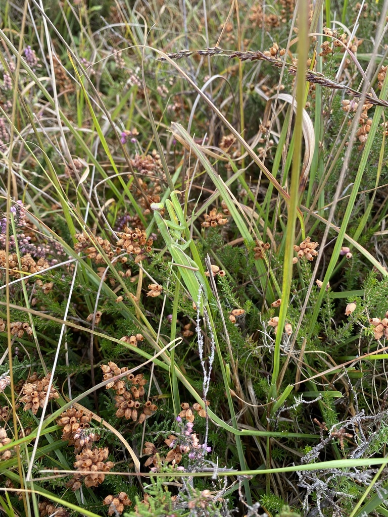 European Mantis from Havre de Saint-Germain-sur-Ay et Landes de Lessay ...