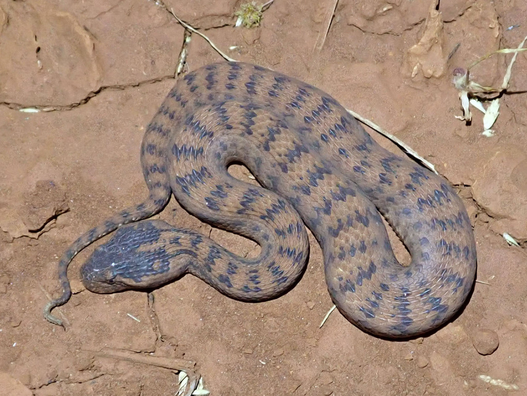 Pilbara Death Adder in September 2023 by simono · iNaturalist