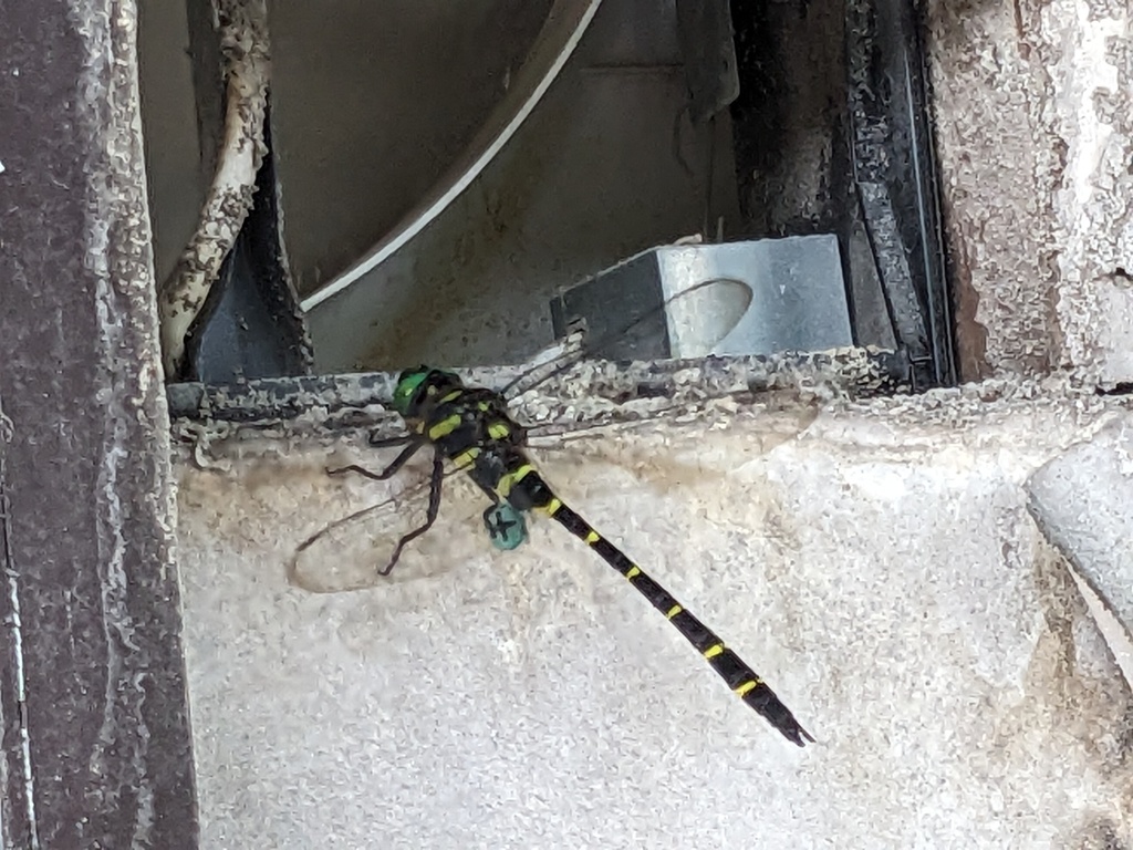 Jumbo Dragonfly from Yoshinoyama, Yoshino, Yoshino District, Nara 639 ...