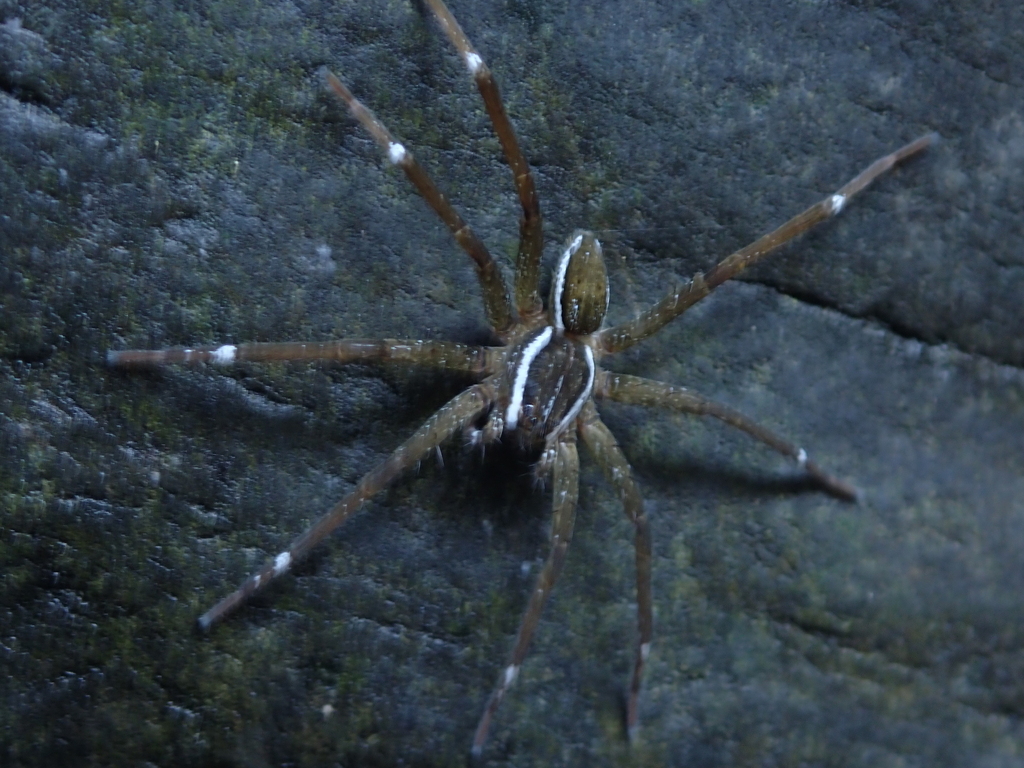 Dolomedes raptor from 台灣高雄市 on September 19, 2023 at 11:13 AM by Mmm ...