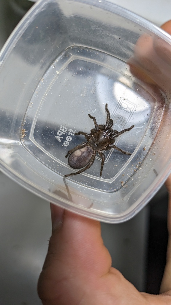 Wishbone Spiders from Perth WA, Australia on September 21, 2023 at 07: ...