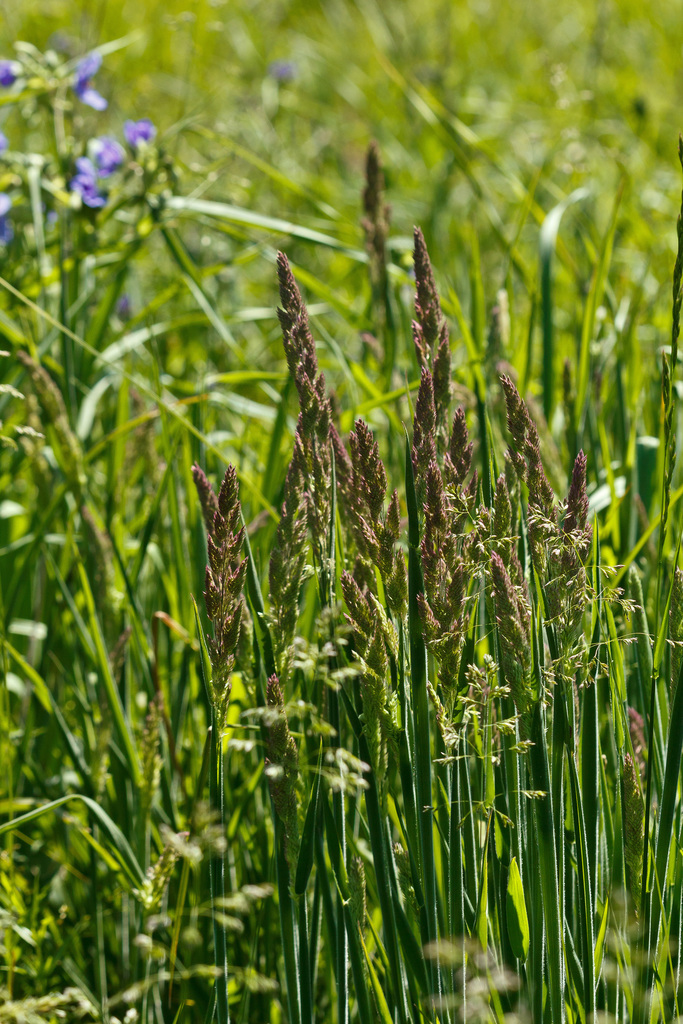 Redtop (Grasses, Sedges, Catails, and Allies (Order Poales) of Nebraska ...