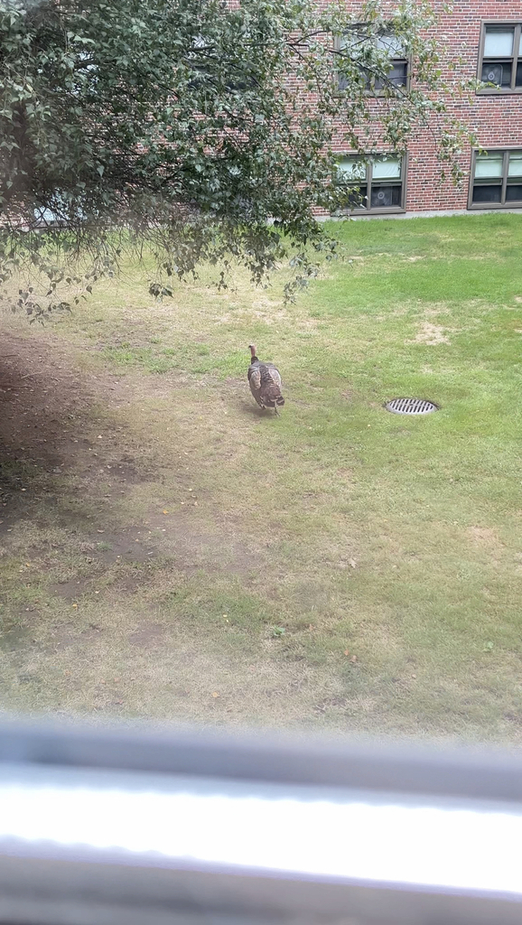 Wild Turkey from Newton, MA, USA on September 16, 2023 at 08:56 AM by ...