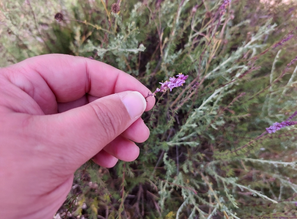 Bitterbushes from Swellendam Local Municipality, South Africa on ...
